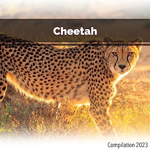 Amazon MusicでVARIOUS ARTISTSのCheetah Compilation 2023を再生する