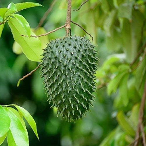 Creative Farmer Live Plant Soursop Annona Muricata Dwarf Rare Medicinal ...