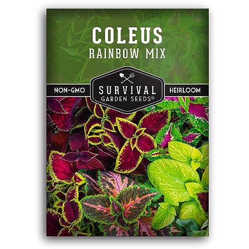 Best Coleus Varieties for Growing in Shade 2025 – Garden Tips and Tools