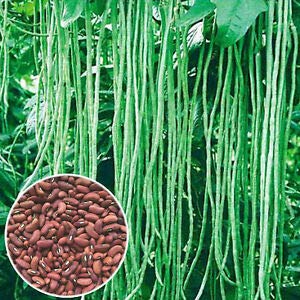 Creative Farmer Vegetable Seeds Alasunda Chavali Seeds - Cowpea ...