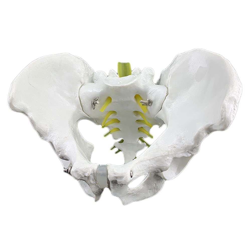 Life Size Male Pelvis Model Scientific Skeleton Model Human Pelvic ...