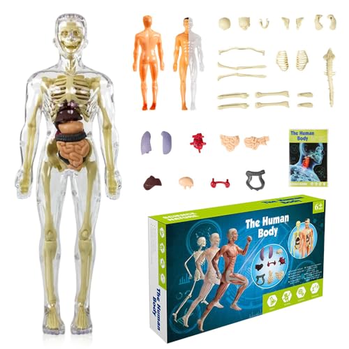 10 Best Skeleton Models — Great Answer
