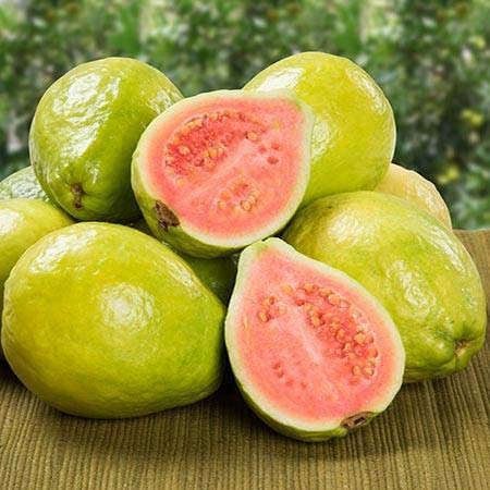 Plants Point High Yielding Dwarf Rare Hybrid Apple Guava Gujava Fruit ...