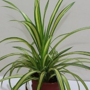 Diamond Rose Nursery Pandanus Yellow Live Plant : Amazon.in: Garden ...