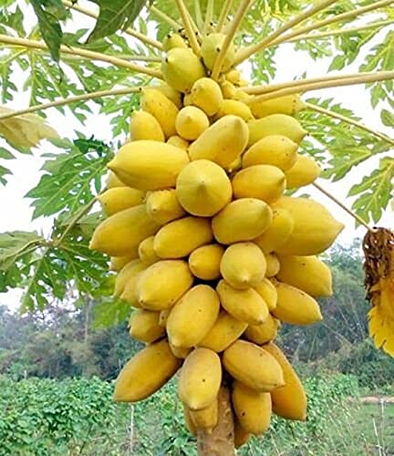 Bee Green Live Papaya/Papita Healthy Fruit Plant - Outdoor Plant ...