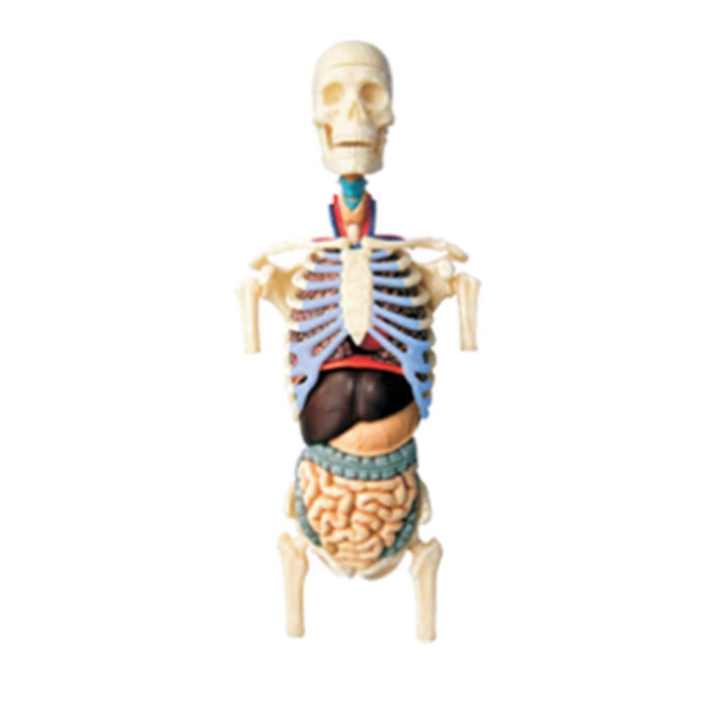 Buy Educational Model 4D Human Body Anatomical Model Medical Skeleton ...