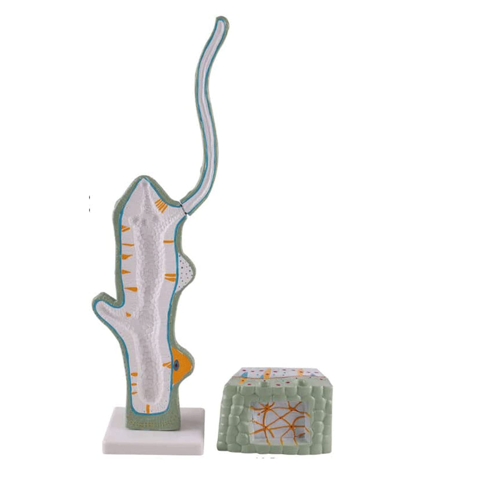 Hydra Anatomy Diagram Elements Of Biology, With Special Reference To