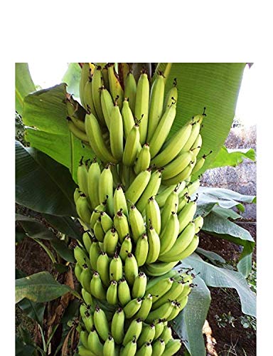 Bhajanlal Greenery Live Assam Banana Malbhog Fruit Plant With Pot ...