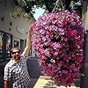 Amazon.com: Bloom Master Hanging Baskets - 6 Gallon (3 Pack) - Large ...