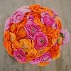 Amazon.com : Ranunculus Bulbs - Pink Clementine Mix - 40 Bulbs - Mixed ...