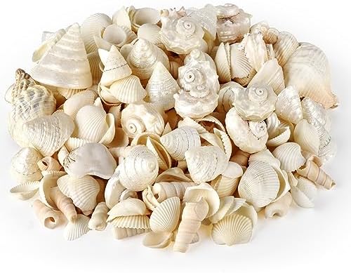 Amazon.com: gopiter Sea Shells - 1.5'' to 2.5'' Mixed Beach Seashells ...