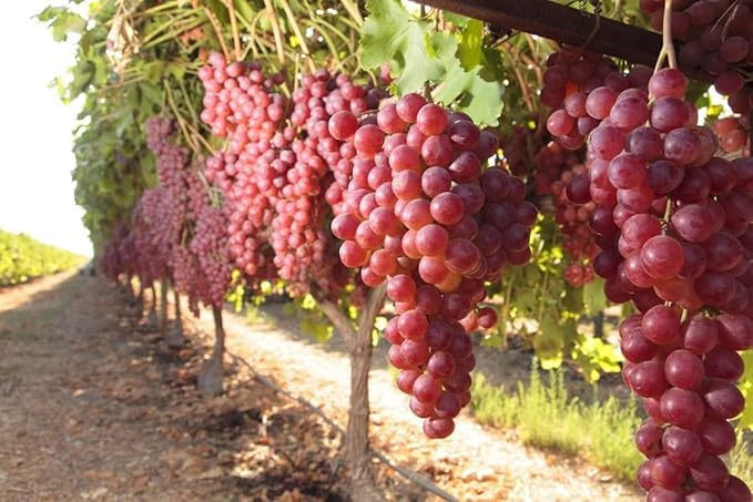 Seedless Grapes Plant (Red) Angoor Ka Podha Outdoor (Plant height 1.5-2 ...
