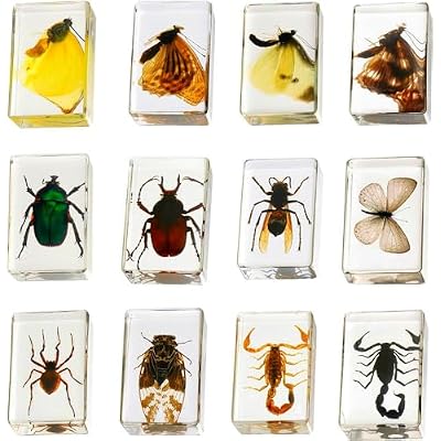 Bug Catcher For Kids 12 Pcs Insect In Resin Collection - Educational ...