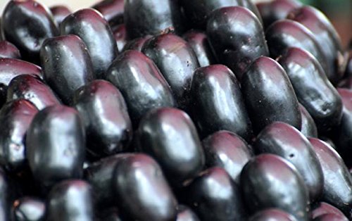 Creative Farmer Fruit Seeds Jambolan Plum - Jamun Fruit Seeds Seeds For ...