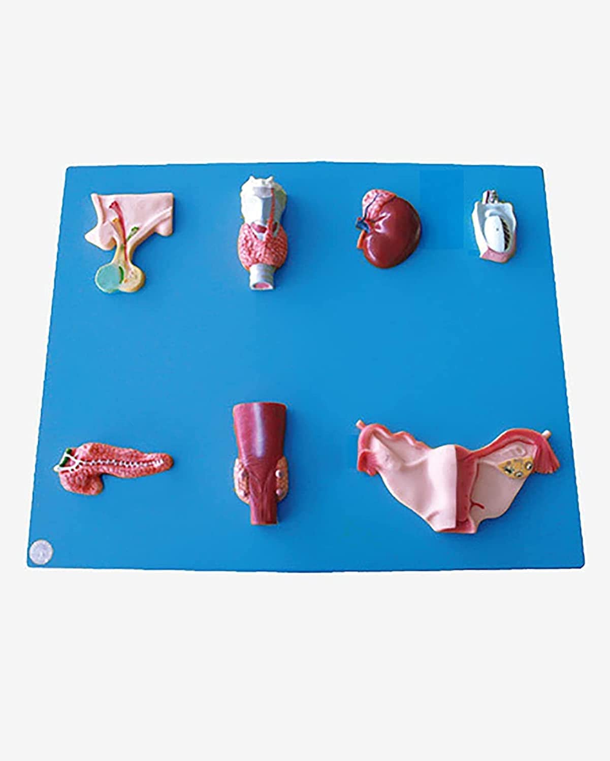 Foodqi New Modelslife Size Human Endocrine Organ Model Pvc Digestive ...