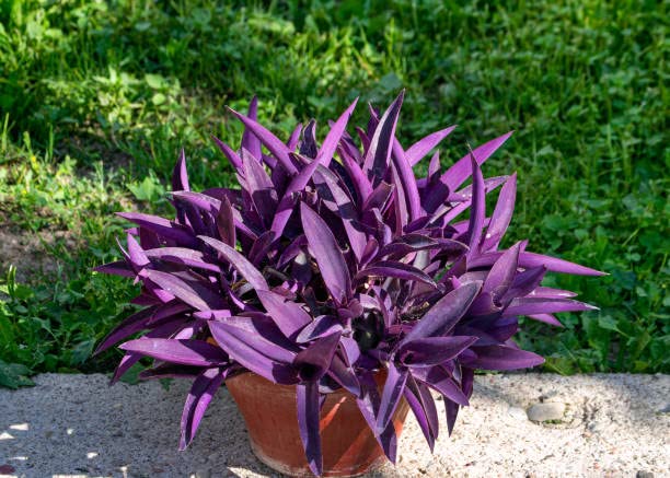 Purple Heart, Tradescantia Pallida Plant : Amazon.in: Garden & Outdoors