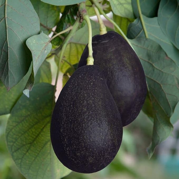 Chitra Nursery Black Hass Avocado Live Plant Original Persea Americana ...