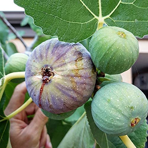 HEALTHYAURA Hybrid Fig Anjeer Ficus Carica Fruit Live Rare Plants Tree ...