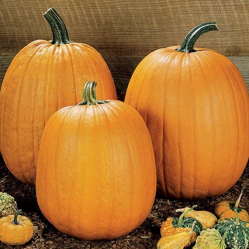 Amazon.com : Park Seed Grow Your Own Howden Pumpkin Plant Seeds, Pack ...