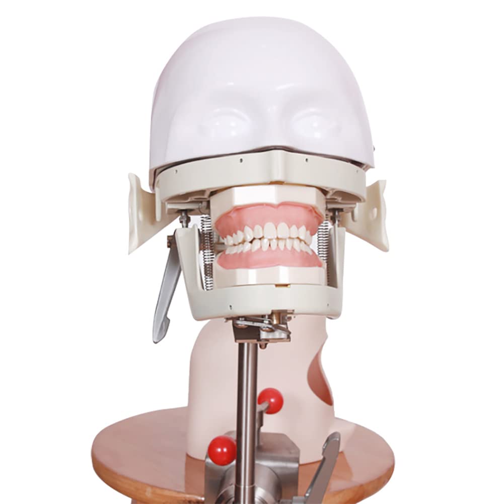 MINAKEDA Teaching Model,Dental Phantom Head Model, Dental Simulator ...