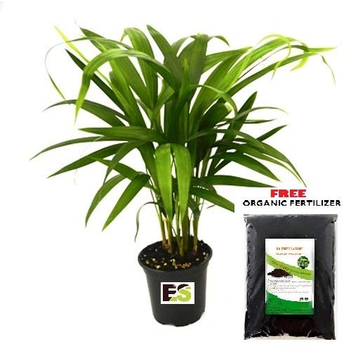 Indoor Live Plant Arica Palm with Free Combo : Amazon.in: Garden & Outdoors