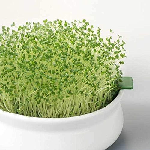 Semillas de chía, semillas de chía, microverde, brote, 4 onzas ...