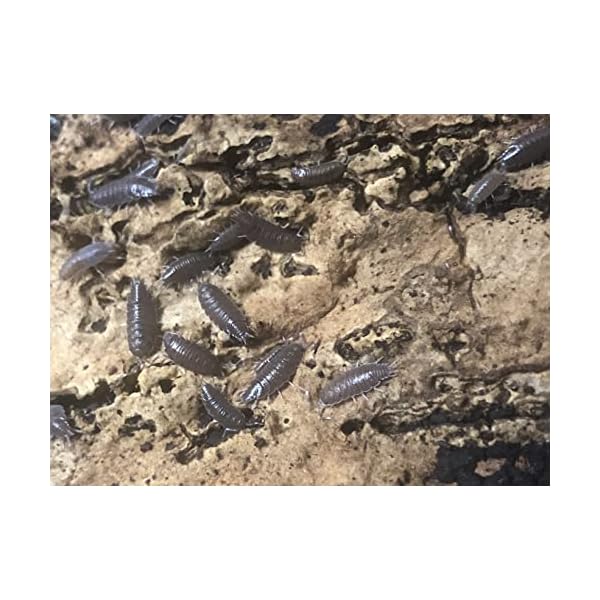 Bugzy Bugs Powder Blue Isopods Porcellionides Pruinosus 10 Count ...