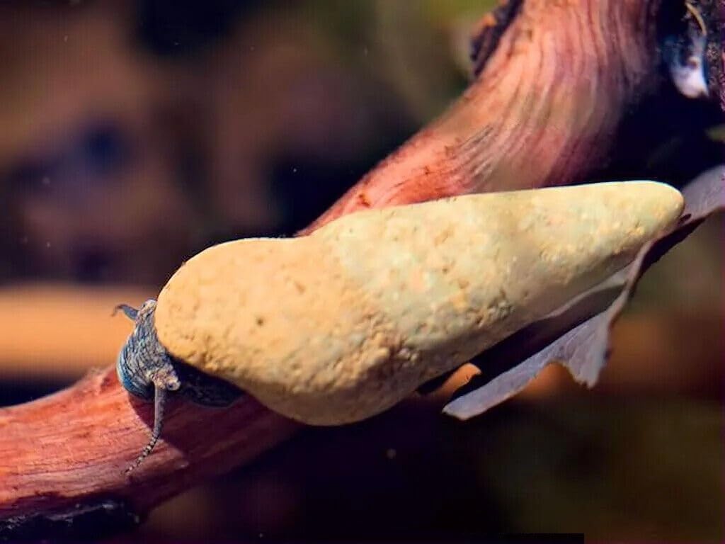 CU AQUATICS Chocolate Poso Rabbit Snail Aquarium Live Snail Fish Algae ...