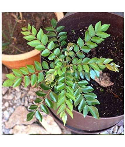 Kraft Seeds Live Exotic Plant Curry (Murraya Koenigii) Veppila Plants ...