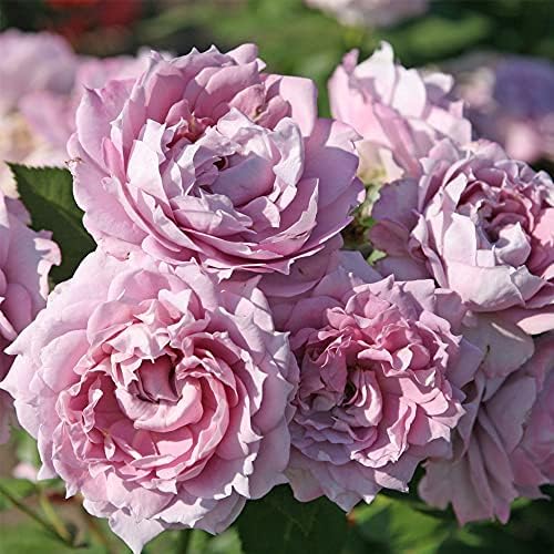 Amazon.com : Heirloom Roses Earth Angel Rose Plant - Parfuma® Earth ...