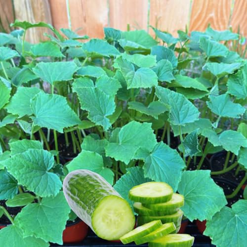 Effects of Overwatered Cucumber Plants and How to Save Them - Garden Go ...