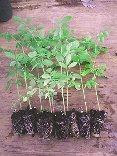 Amazon.com : 4 Trees Moringa Plants Live for Planting Oleifera Moringa ...