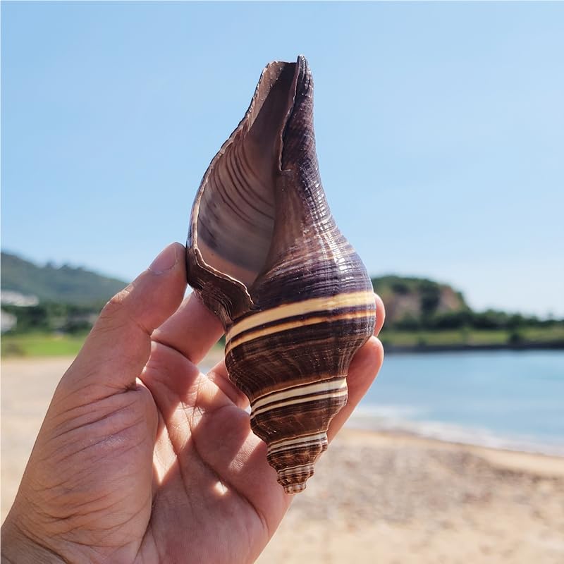 Amazon.com: Large Conch Shells 1PCS Natural Sea Shells 10-11cm for Home ...