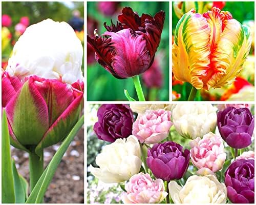 Amazon.com : Peggy Wonder Double Late Tulip Bulbs for Planting - Easy ...