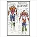 Muscular System Anatomical Poster Muscle Anatomy Chart Anatomical Chart ...