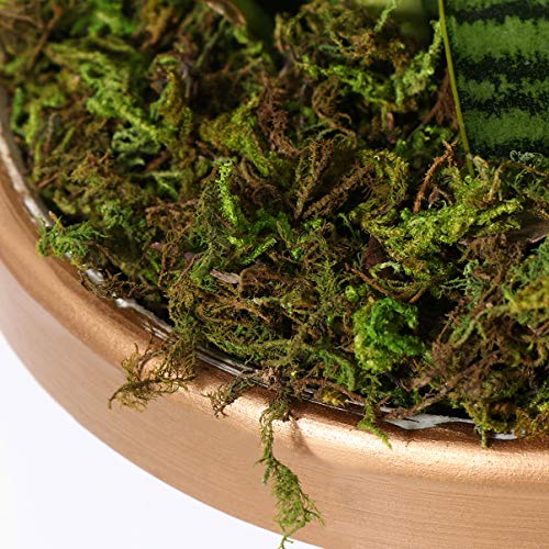 The 30 Best Moss Artificial Trees of 2024 [Verified] - Cherry Picks