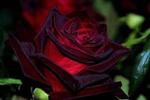 Amazon.com : Black Magic Rose Bush Seeds 100 Seeds : Patio, Lawn & Garden
