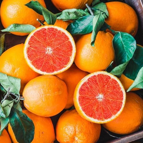 AGRO ALIVE Cara Cara Navel Orange Tree (Citrus x sinensis) grafted ...