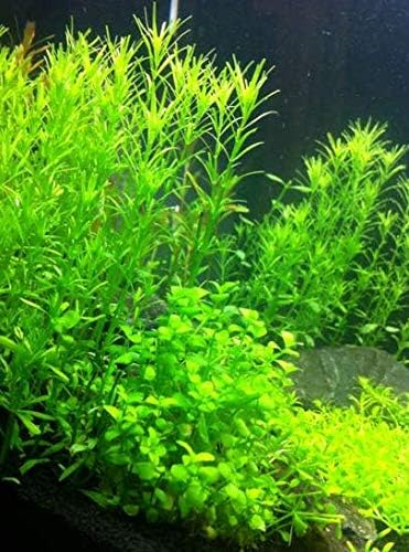 Aquarium Live Plant Red Cabomba/Cabomba furcata Stem 8 : Amazon.in: Pet ...