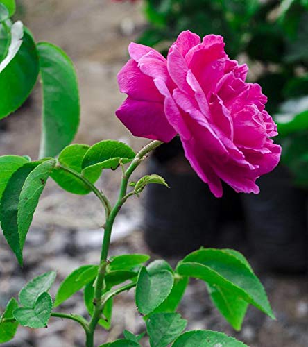 EaglesFord Rose Pink Gulab Plant Outdoor Pink Live Flowering Plant ...