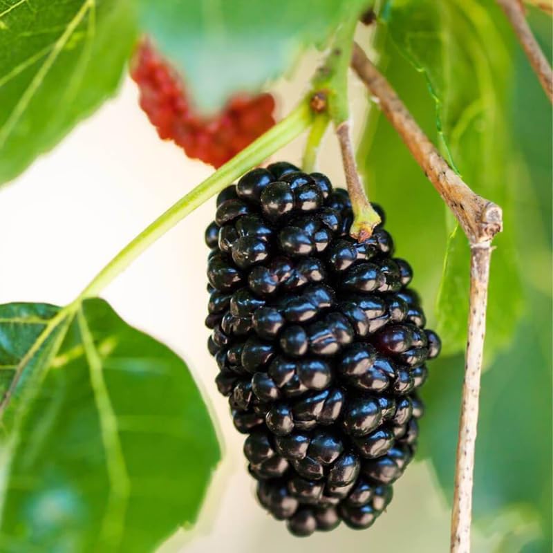 Amazon.com : Dwarf Everbearing Mulberry Plant Live for Planting 5-9 ...