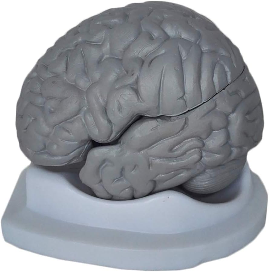 Modelos médicos HBrain anatómicos desmontados de tamaño Real Modelo de ...