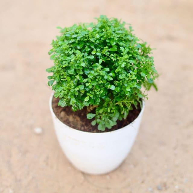 TABLE KAMINI PLANT/DWARF KAMINI/MURRAYA PANICULTA INDOOR AND OUTDOOR ...