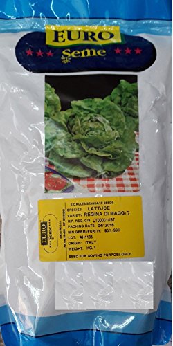 Euro Seme Seeds, Italy Original Seeds Bulk Pack - Lettuce Regino Di ...