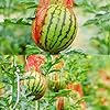 Amazon.com: Iceyyyy 50 Pack Watermelon Nets,Hanging Watermelon Support ...