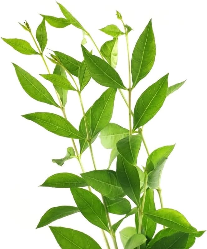 Healthy Lawsonia Inermis Plant Pack of 1 : Amazon.in: Beauty