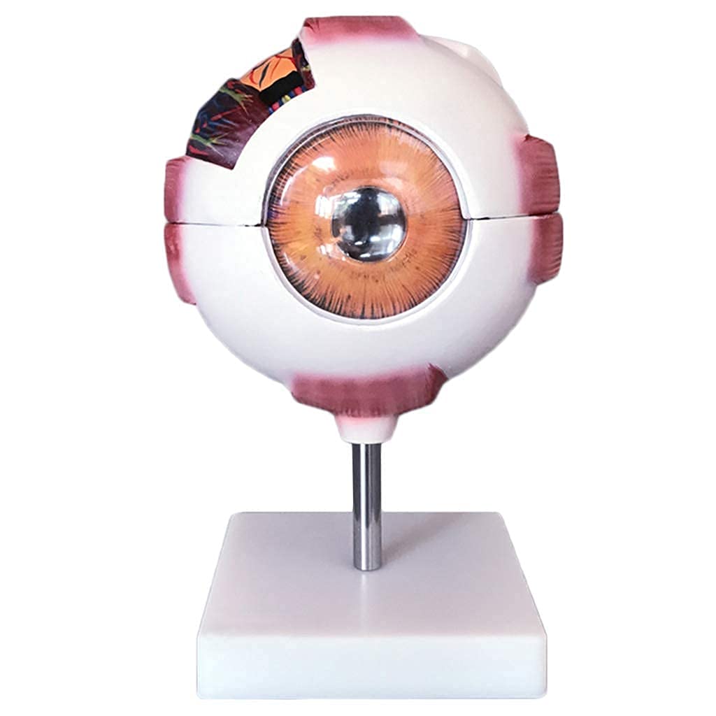 Buy Anatomy Model, Assembly Educational Model Eye Anatomical Model 6 X ...