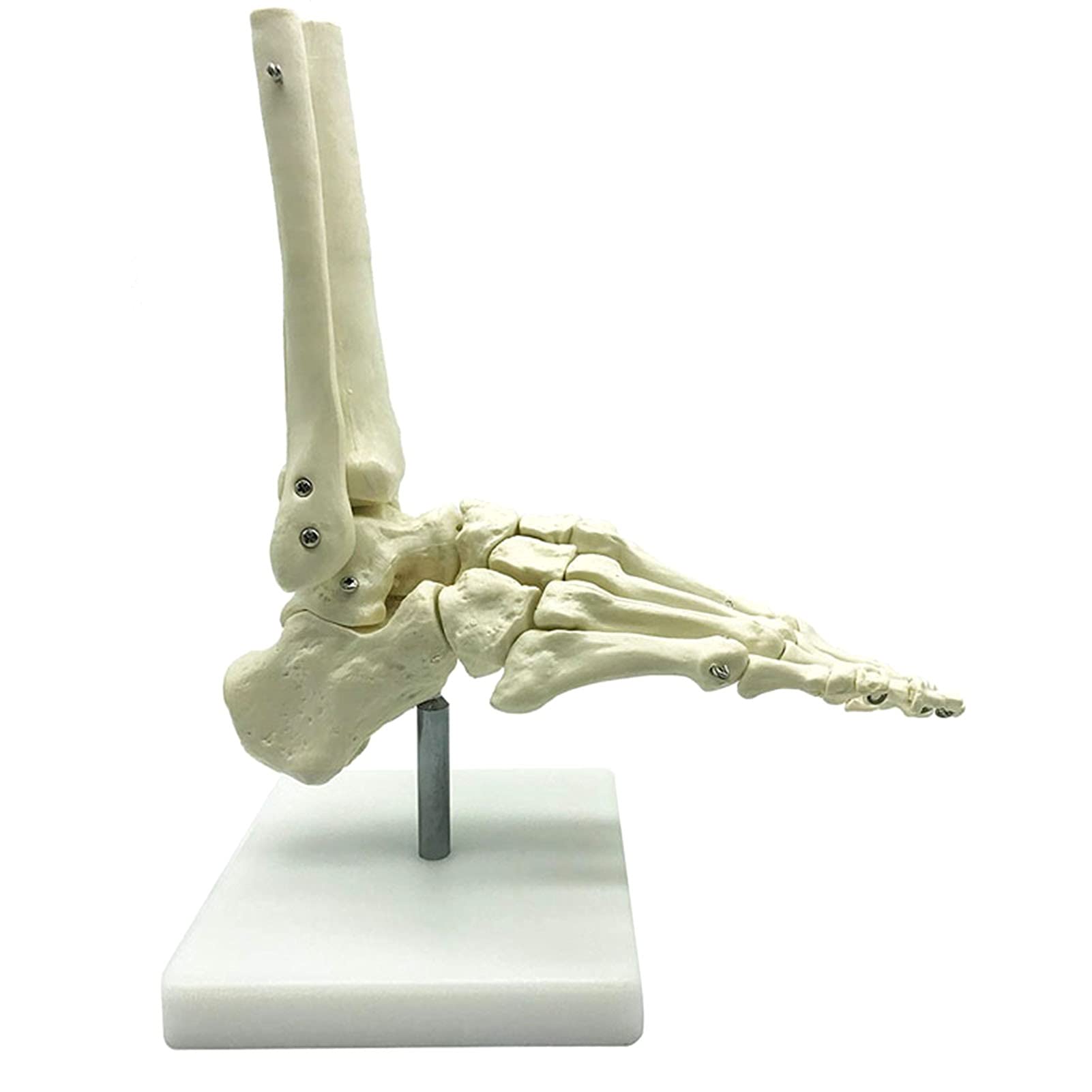 Buy Human Foot Skeleton Model Life Size Foot And Ankle Model buy-human-foot-skeleton-model-life-size-foot-and-ankle-model