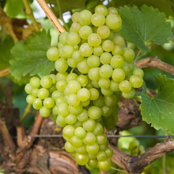 M-Tech Gardens Rare Exotic Phoenix Grape Vine Fruit 1 Healthy Grafted ...