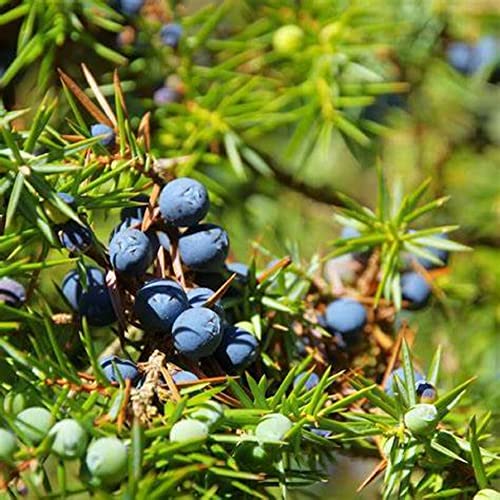 Juniperus communis - How to grow & care